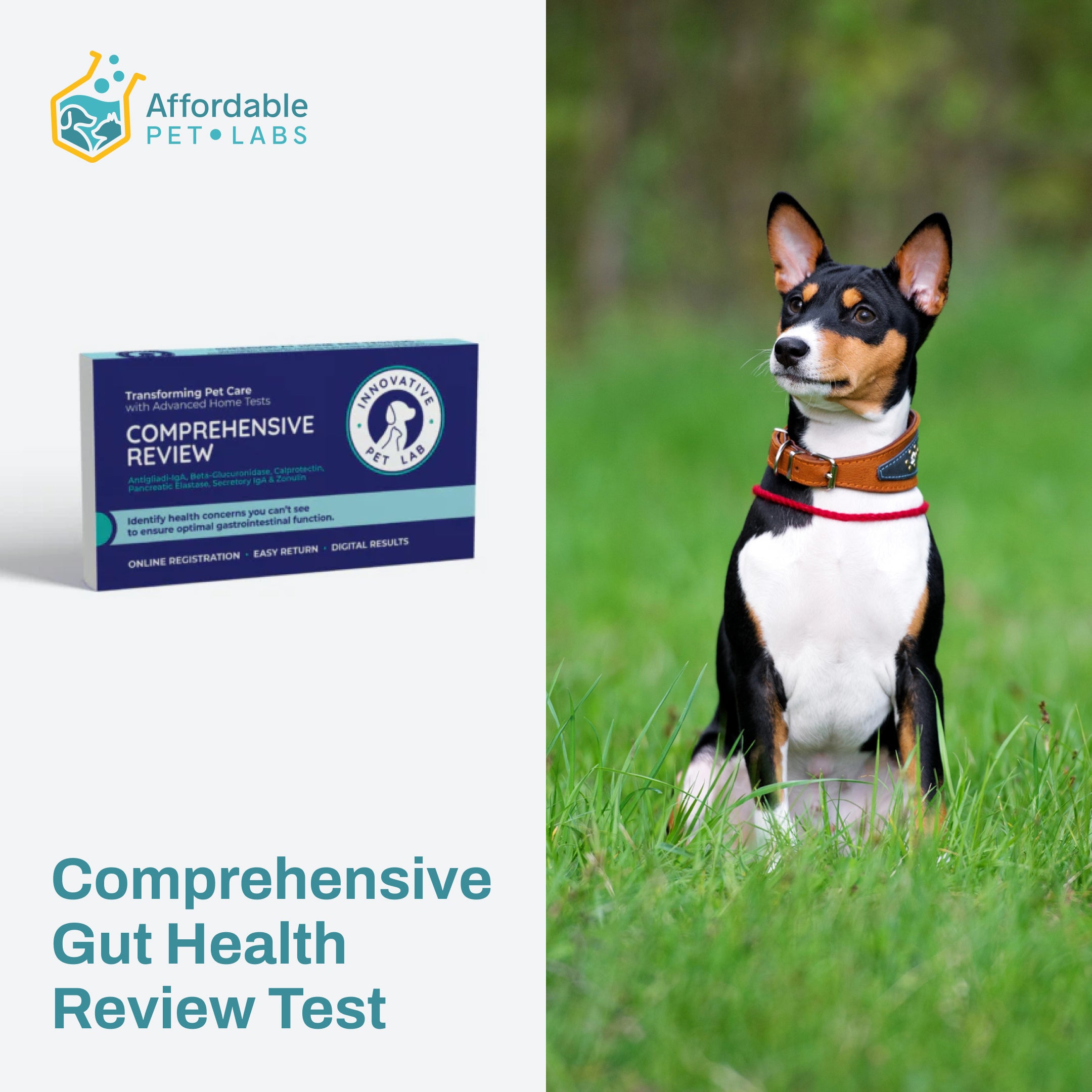 Easy Home Kit: Comprehensive Gut Health Review Test For Dogs ...