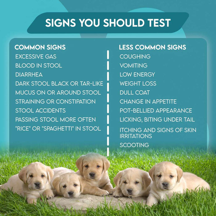 Fecal & Giardia Test Kit for Dogs | Affordable Pet Labs