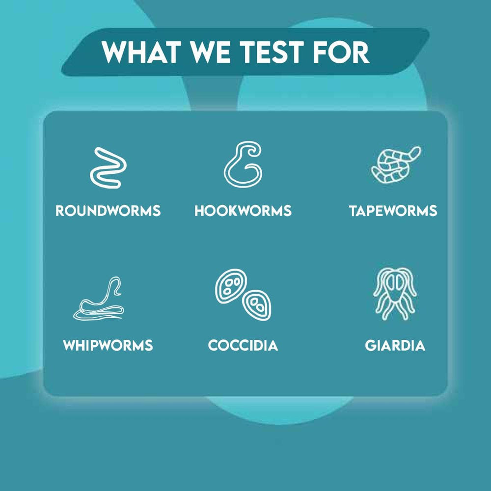 Fecal & Giardia Test Kit for Dogs | Affordable Pet Labs