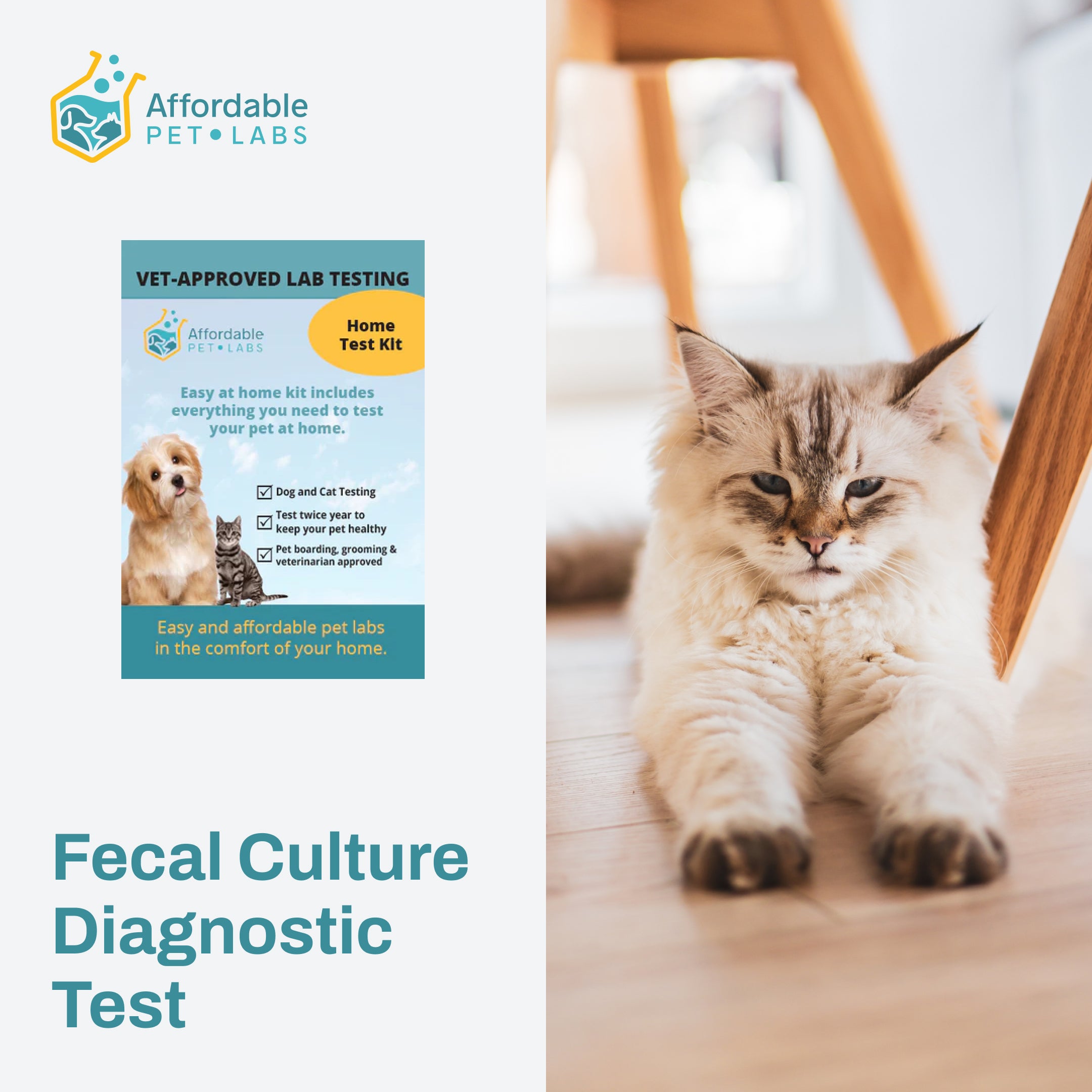 Easy Home Kit: Affordable Pet Labs Fecal Culture Diagnostic Test For C