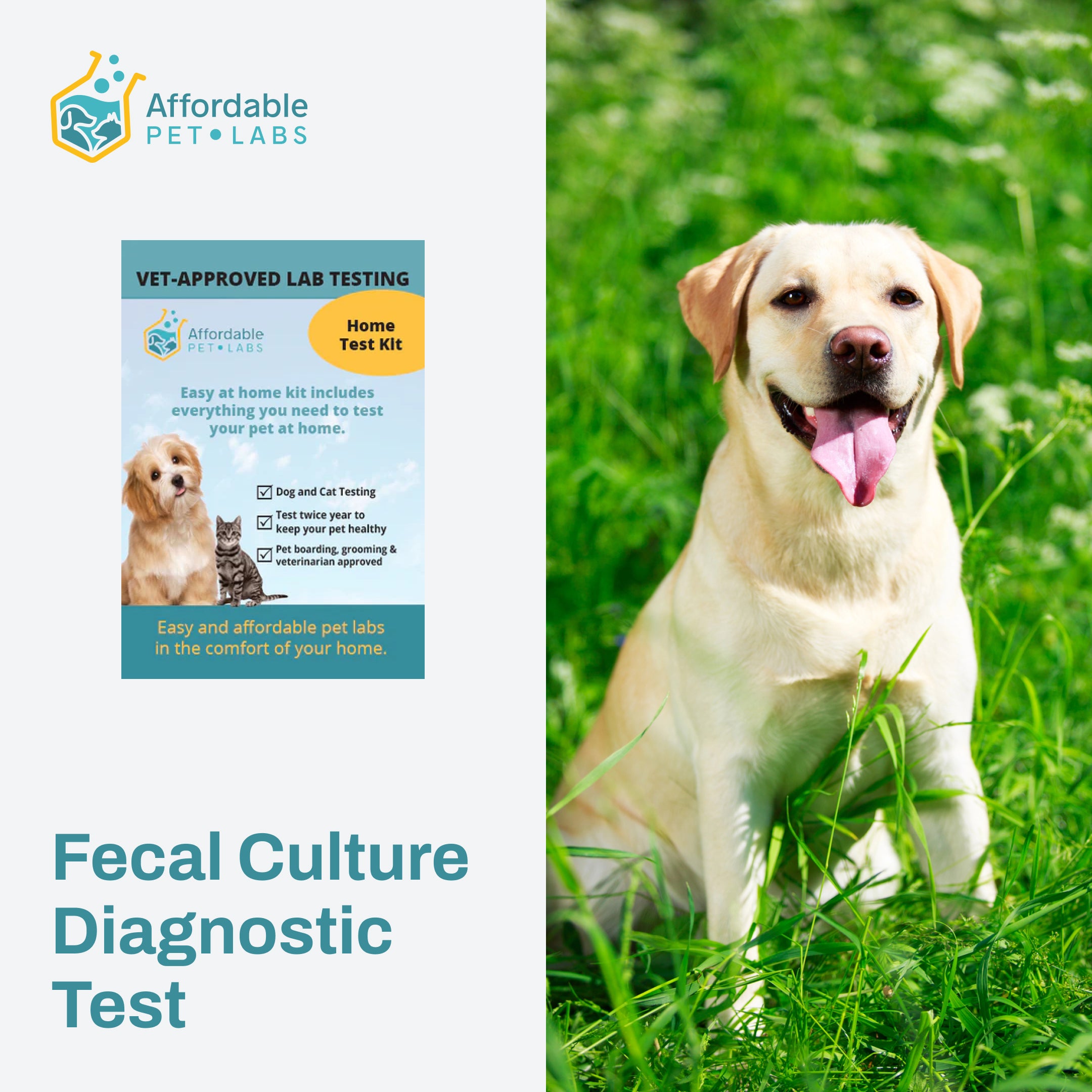 Easy Home Kit: Affordable Pet Labs Fecal Culture Diagnostic Test For D