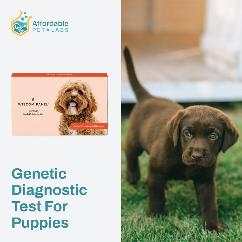 At-home Test Kits – Affordable Pet Labs