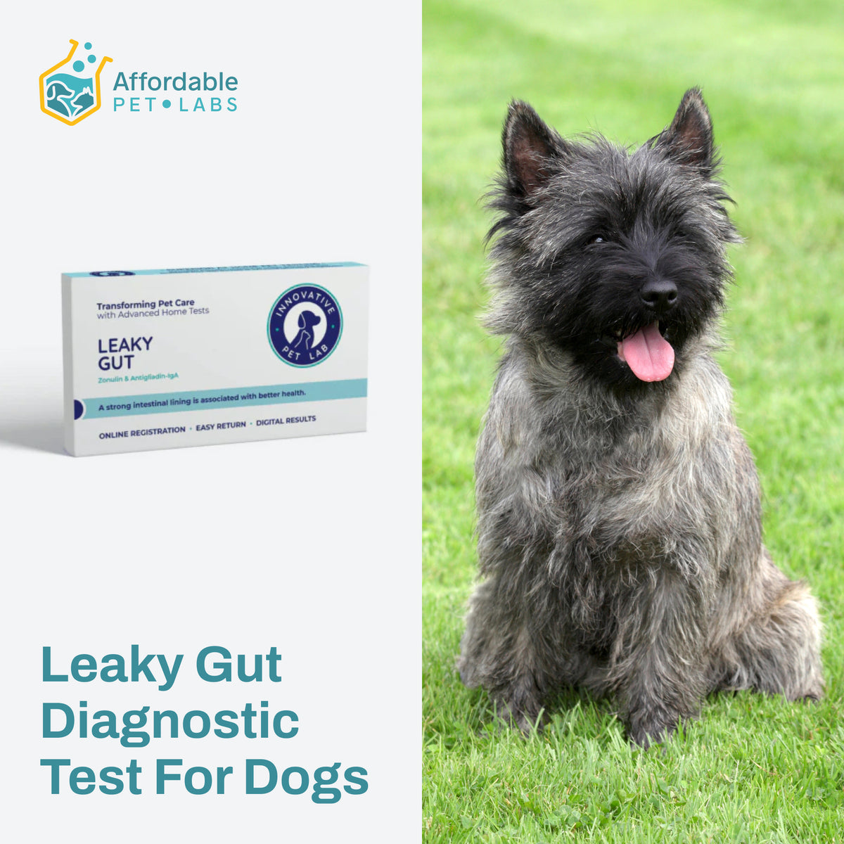 Leaky Gut Diagnostic Test For Dogs – Affordable Pet Labs