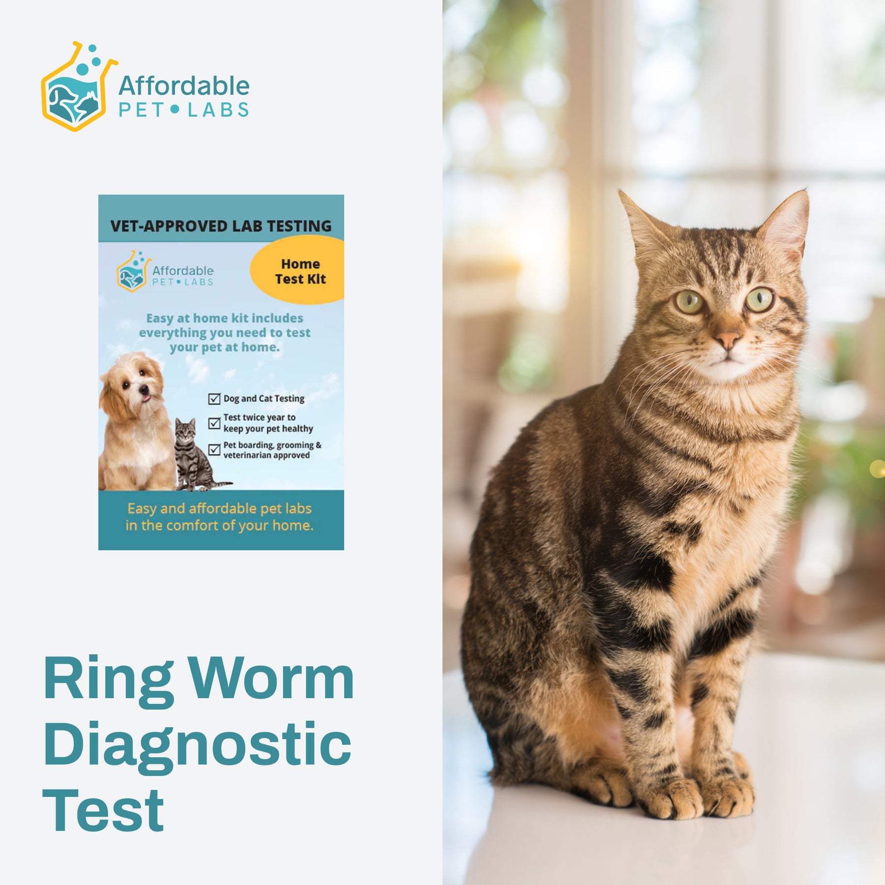 Easy Home Collection Kit Ring Worm Diagnostic Test (Cats) – Affordable ...